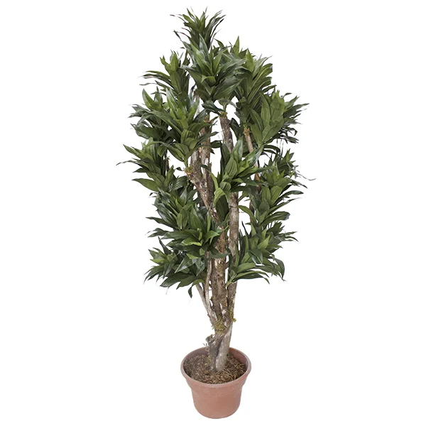 Arbre dracaena fragrans artificiel - Décors Véronneau