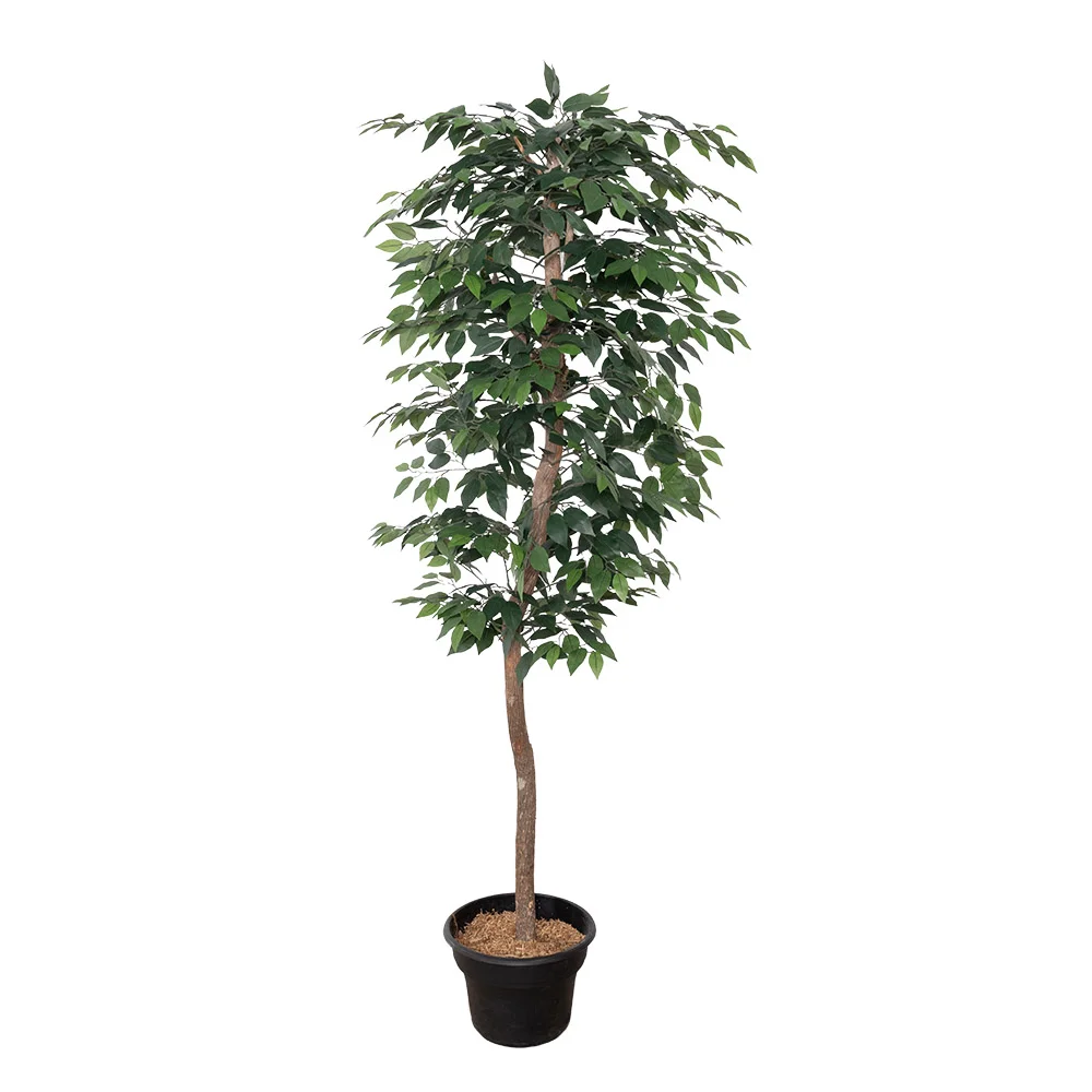 Artificial ficus benjamina tree - Décors Véronneau