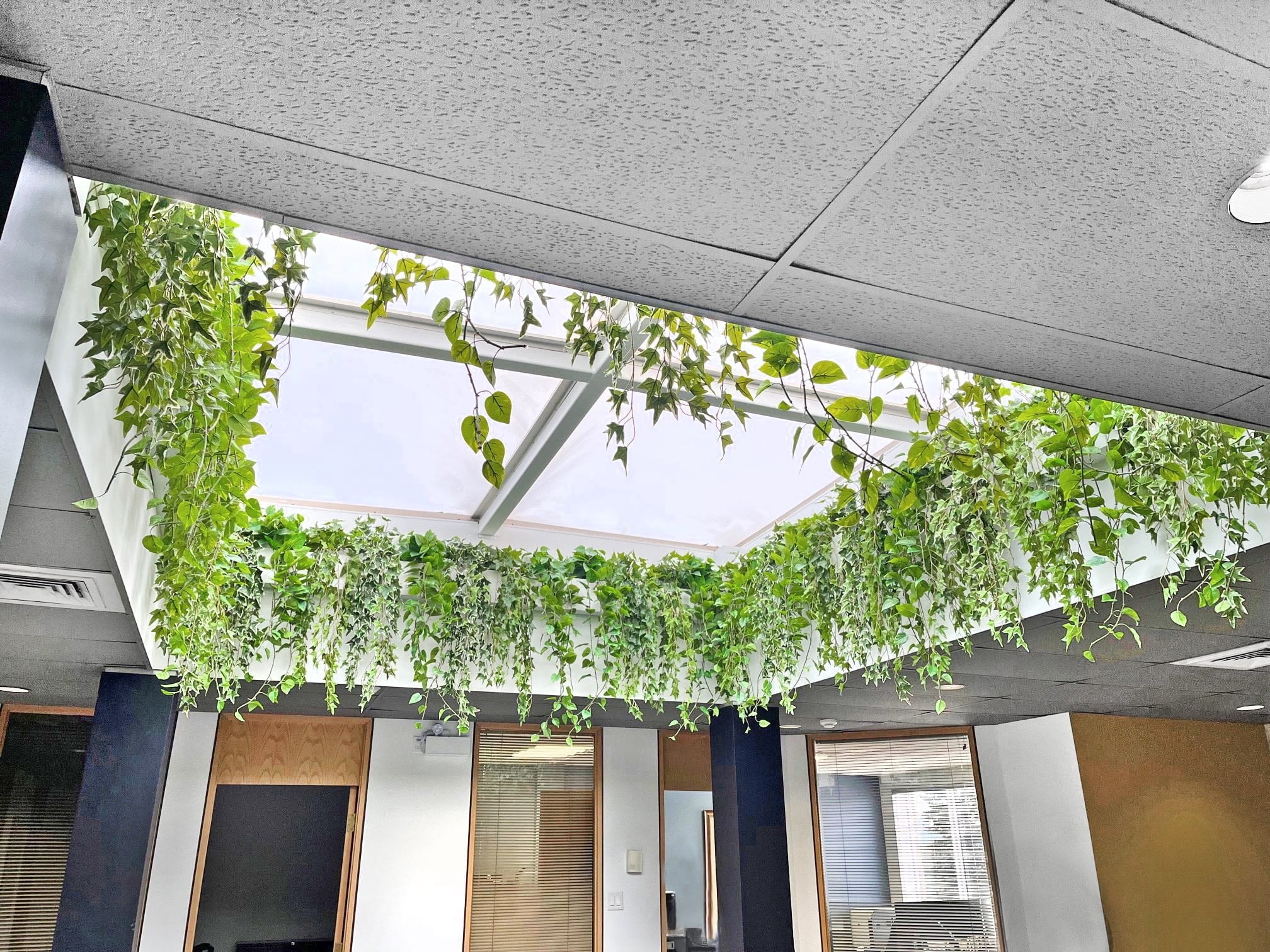 Plant Ceiling L - Infoupdate.org