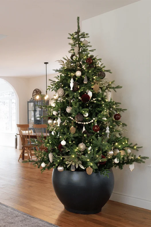Sapin Dans Un Pot
