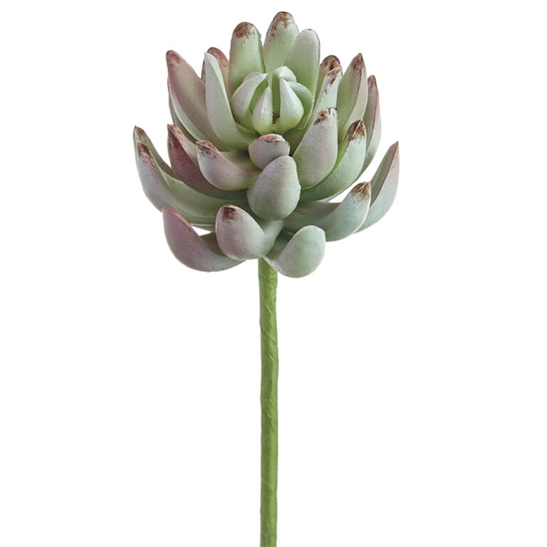 Artificial kalanchoe tomentosa, 7'' - Décors Véronneau