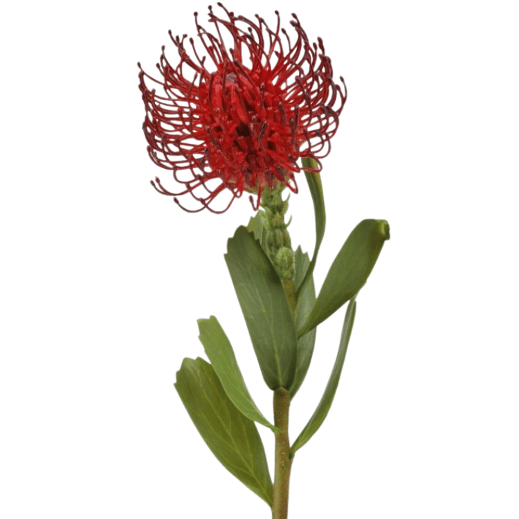 Artificial red pincushion protea, 21'' - Décors Véronneau
