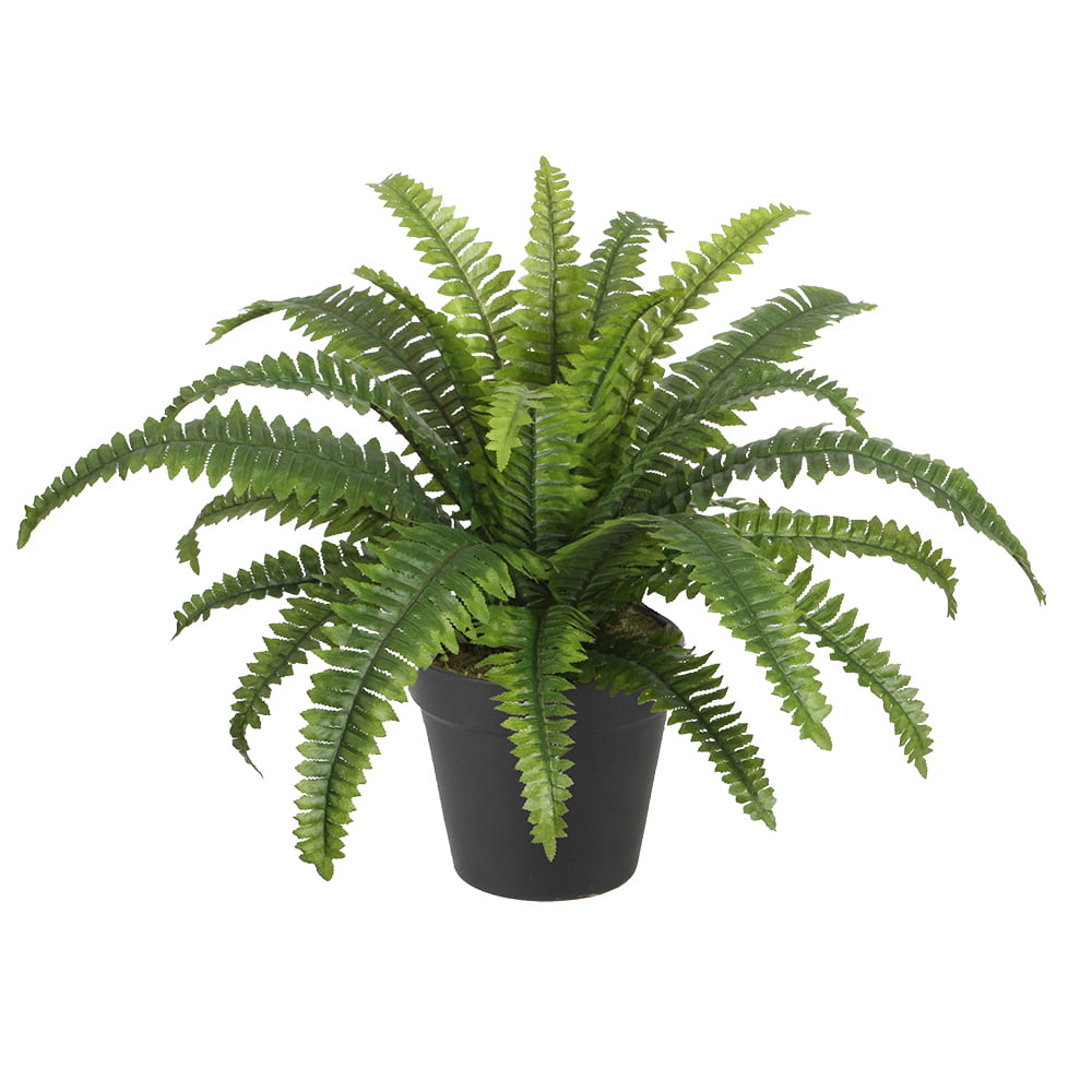 Fougère boston extérieure en pot, 17,5'' - Décors Véronneau