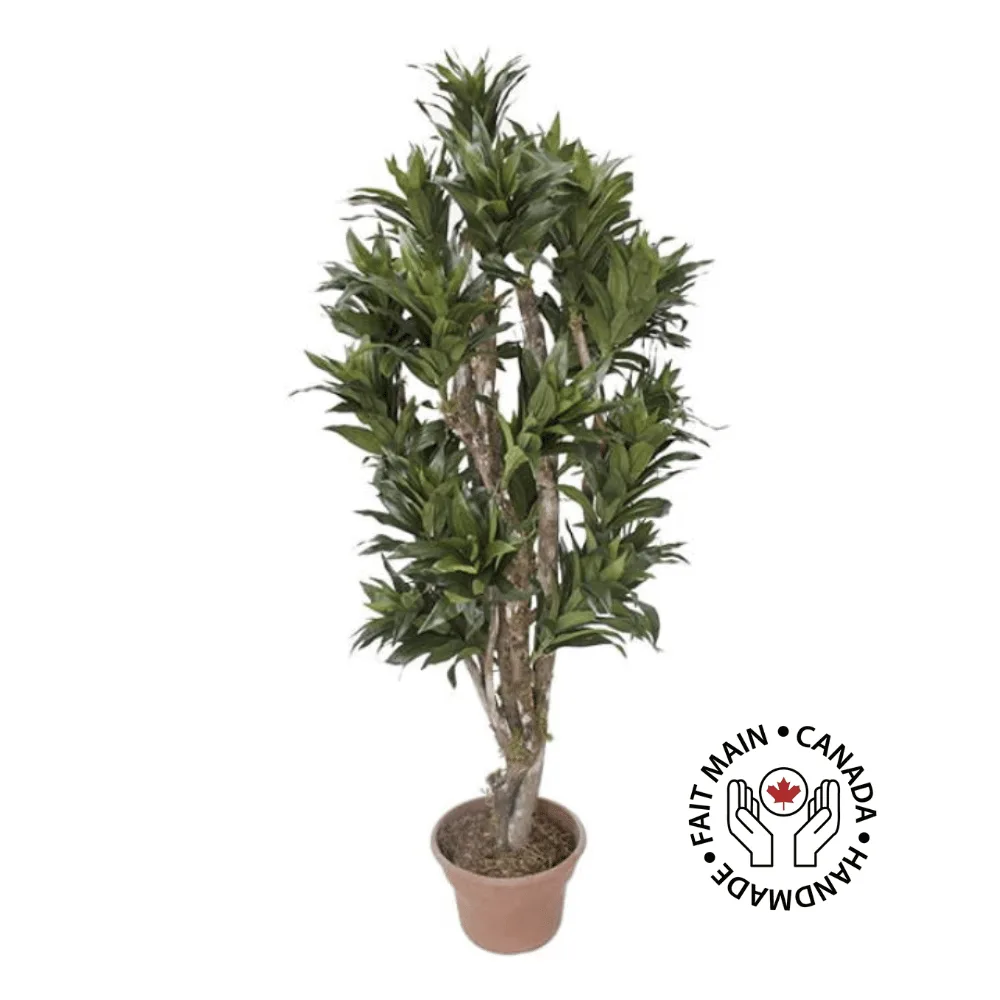 Artificial dracaena fragrans tree - Décors Véronneau