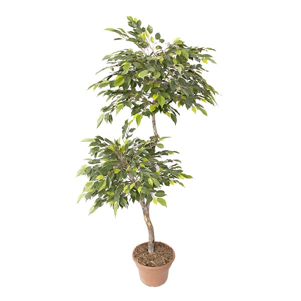 Artificial lime green mini ficus tree - Décors Véronneau