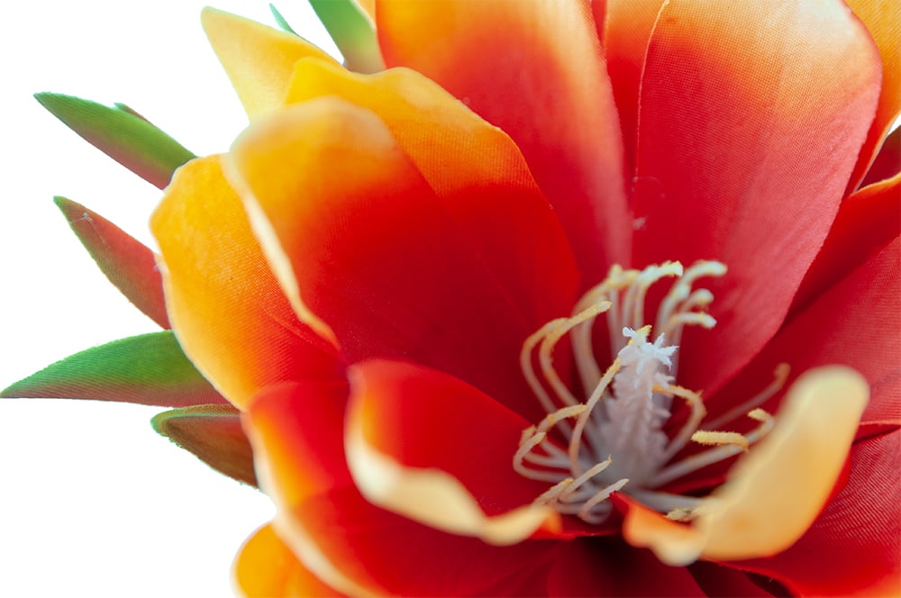 Artificial Orange Night Cactus Flower, 32'' - Décors Véronneau